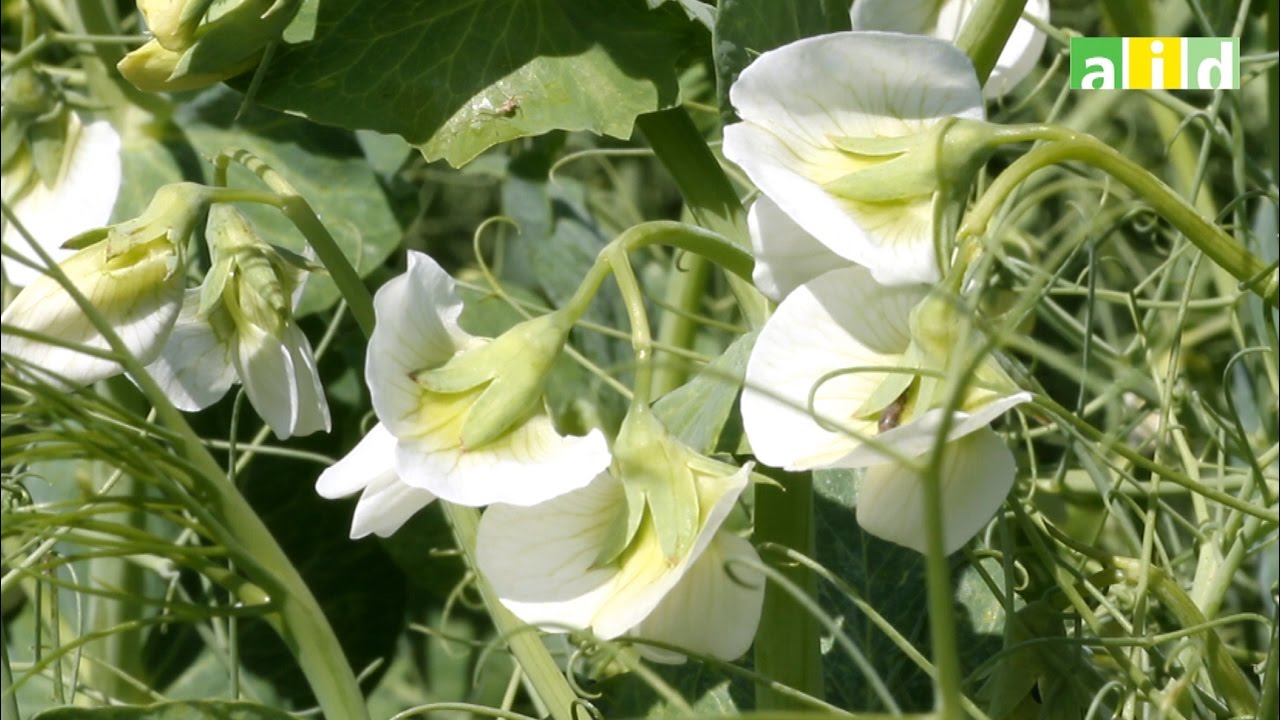 Leguminosen ( Hülsenfrüchte ), wie Ackerklee oder Lupinen tun nicht nur ...